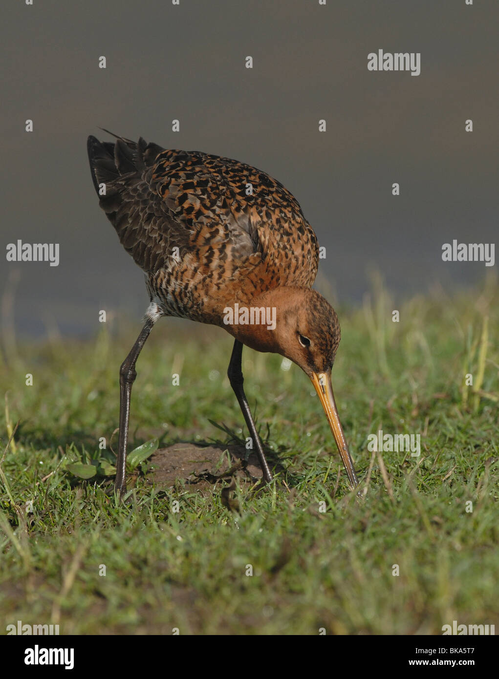 male Black-tailed Godwit probing in the ground Stock Photo - Alamy