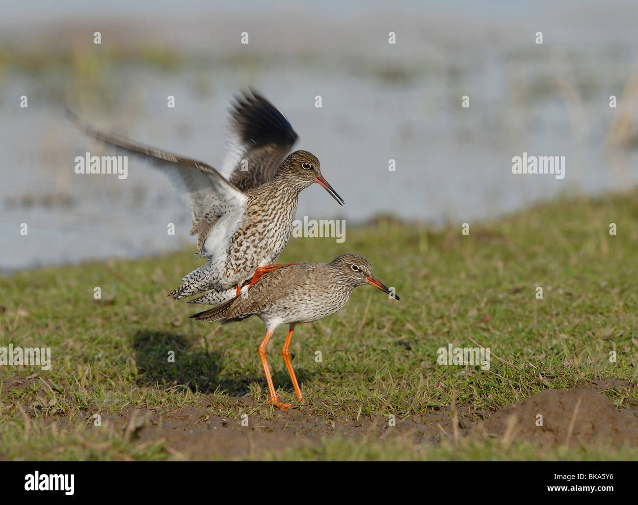 Redshanks mating hi-res stock photography and images - Alamy