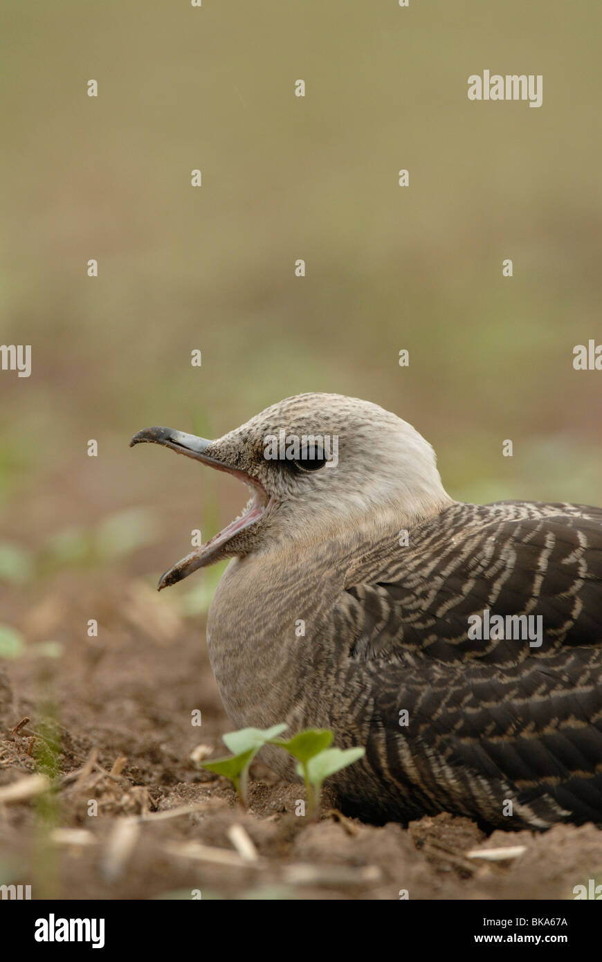Long tailed skua hi-res stock photography and images - Alamy