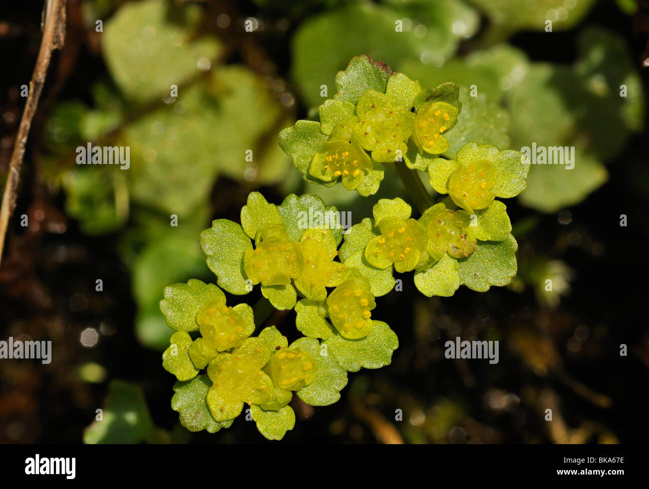 Opposite-leaved Golden-saxifrage - Chrysosplenium oppositifolium Stock ...