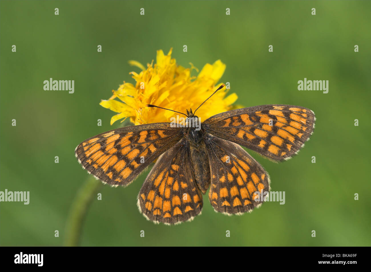 Heath Fritillary upperwing view Stock Photo - Alamy