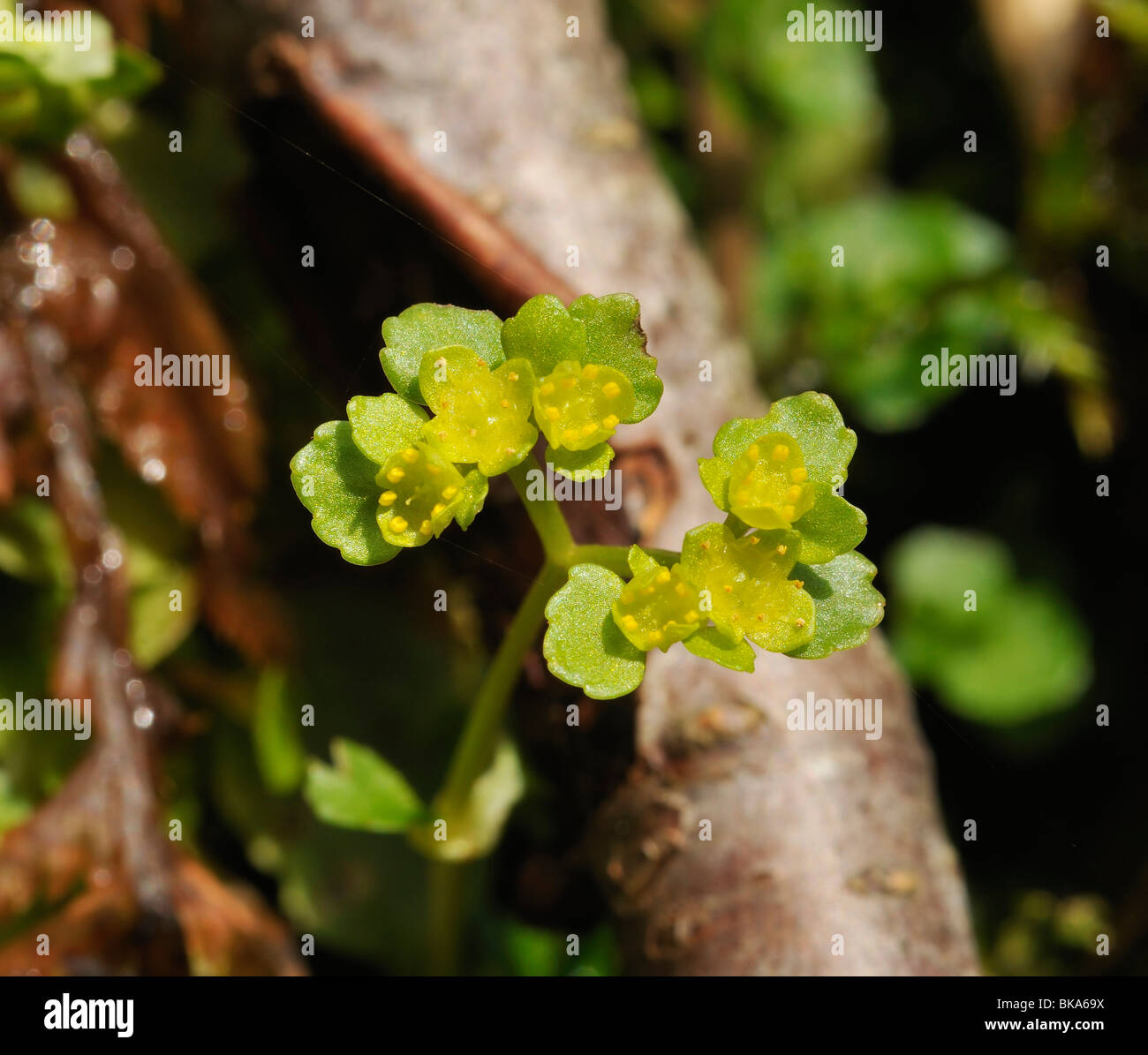 Opposite-leaved Golden-saxifrage - Chrysosplenium oppositifolium Stock ...