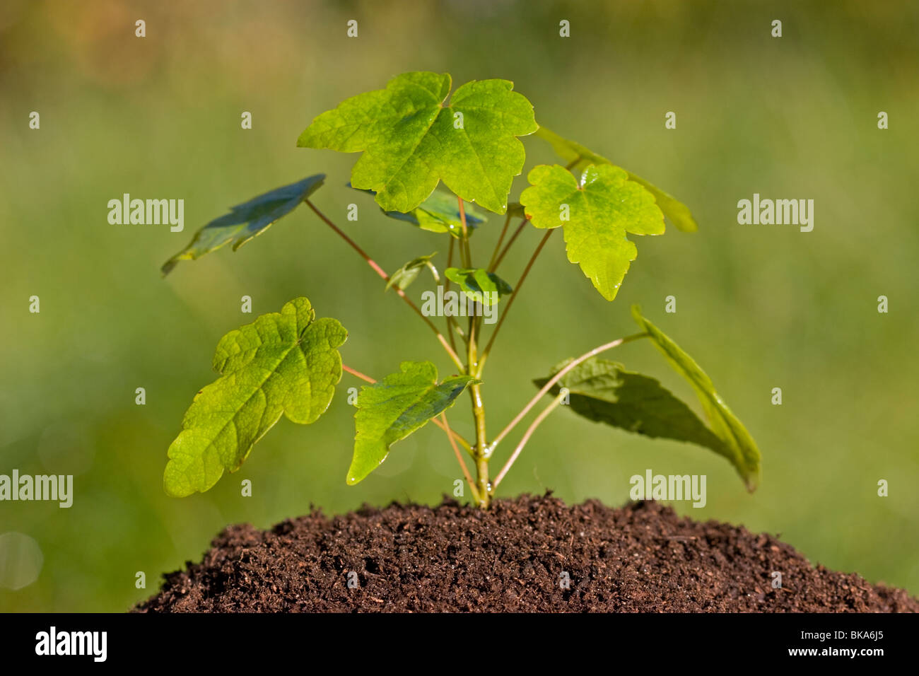 Young maple tree (Acer Stock Photo - Alamy
