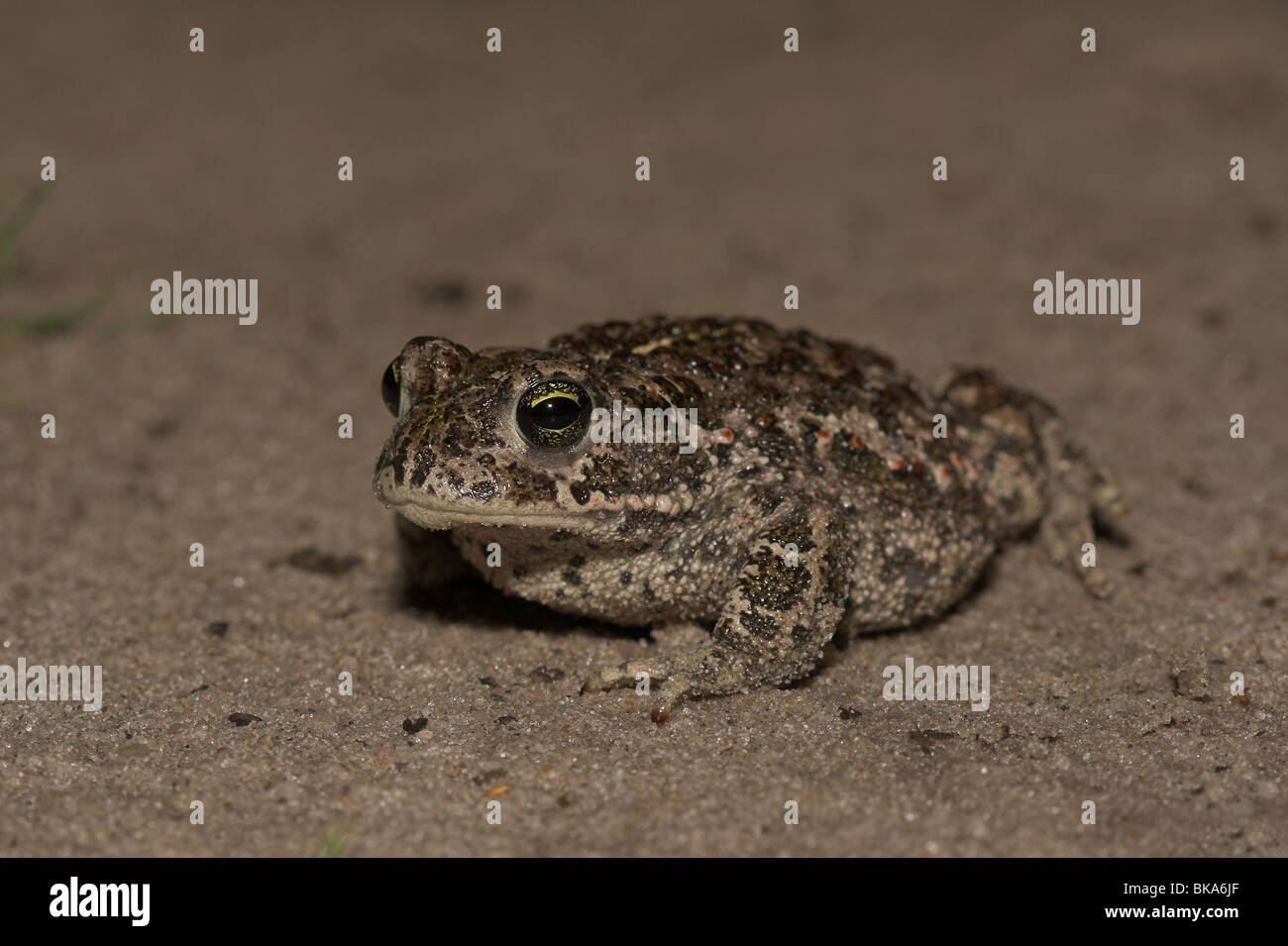 Natterjack Toad frontal view Stock Photo - Alamy