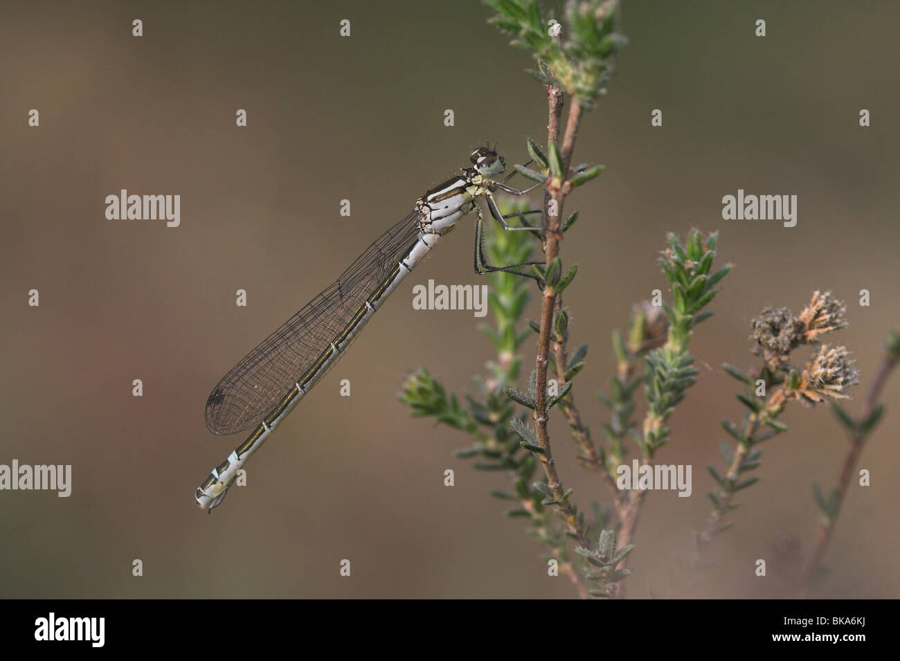 Irish Damselfly female side view Stock Photo - Alamy