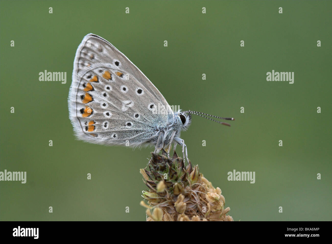 Common Blue male underwing view Stock Photo - Alamy