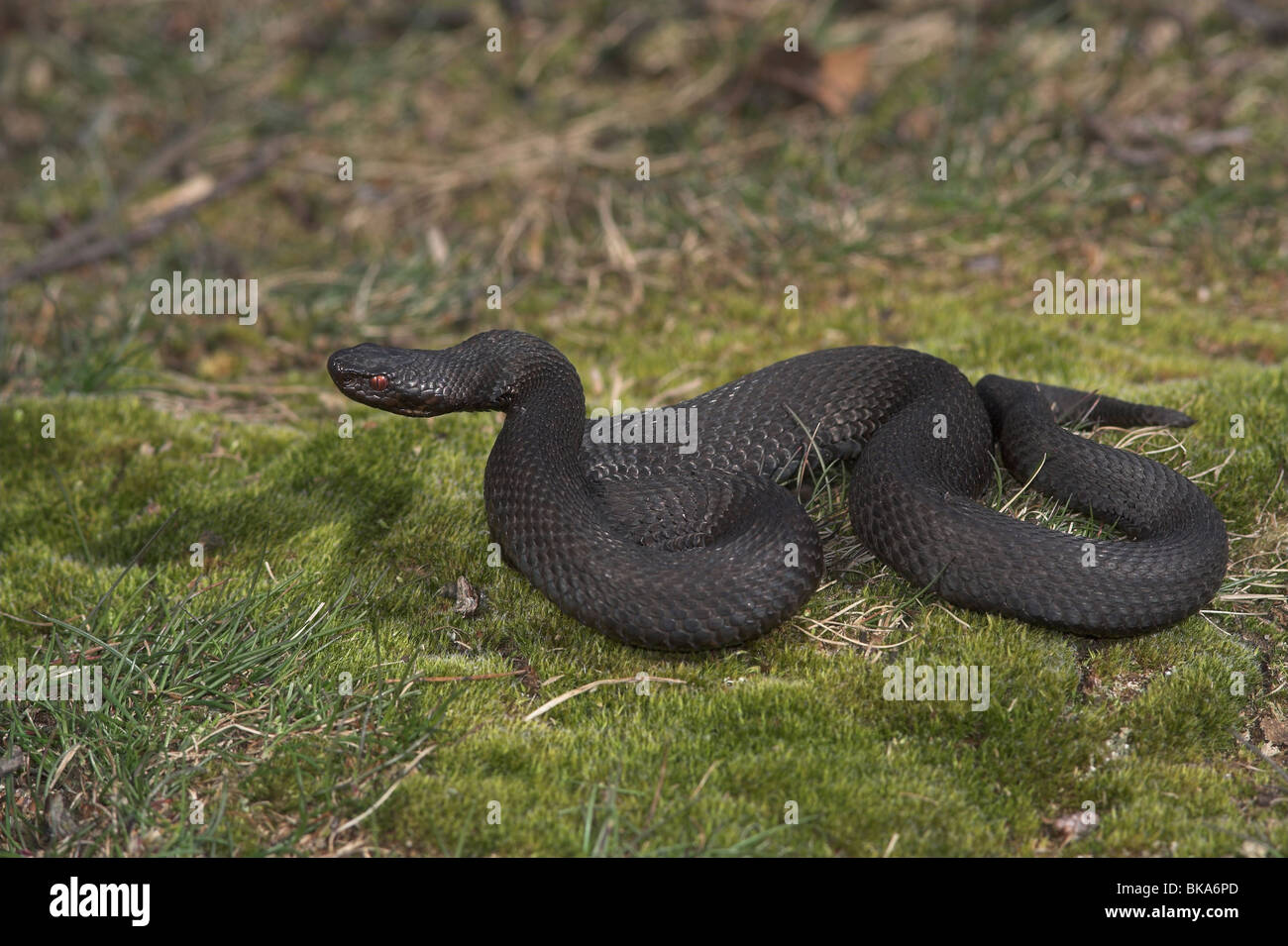 Rare melanistic (black) Adder Stock Photo - Alamy