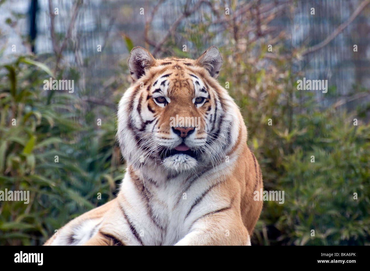 Tiger at Isle of Wight Zoo, Sandown, Isle of wight, England, UK, GB ...