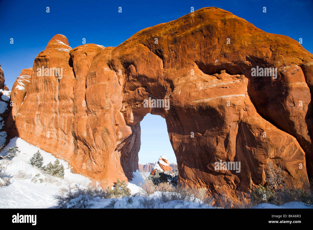 Pine tree loop trail hi-res stock photography and images - Alamy