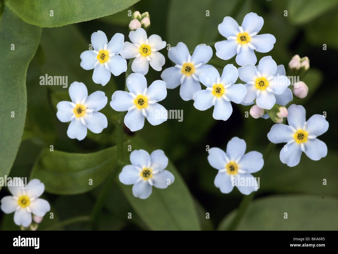 Bright blue flowers of Water Forget-me-not (Myosotis scorpioides Stock ...