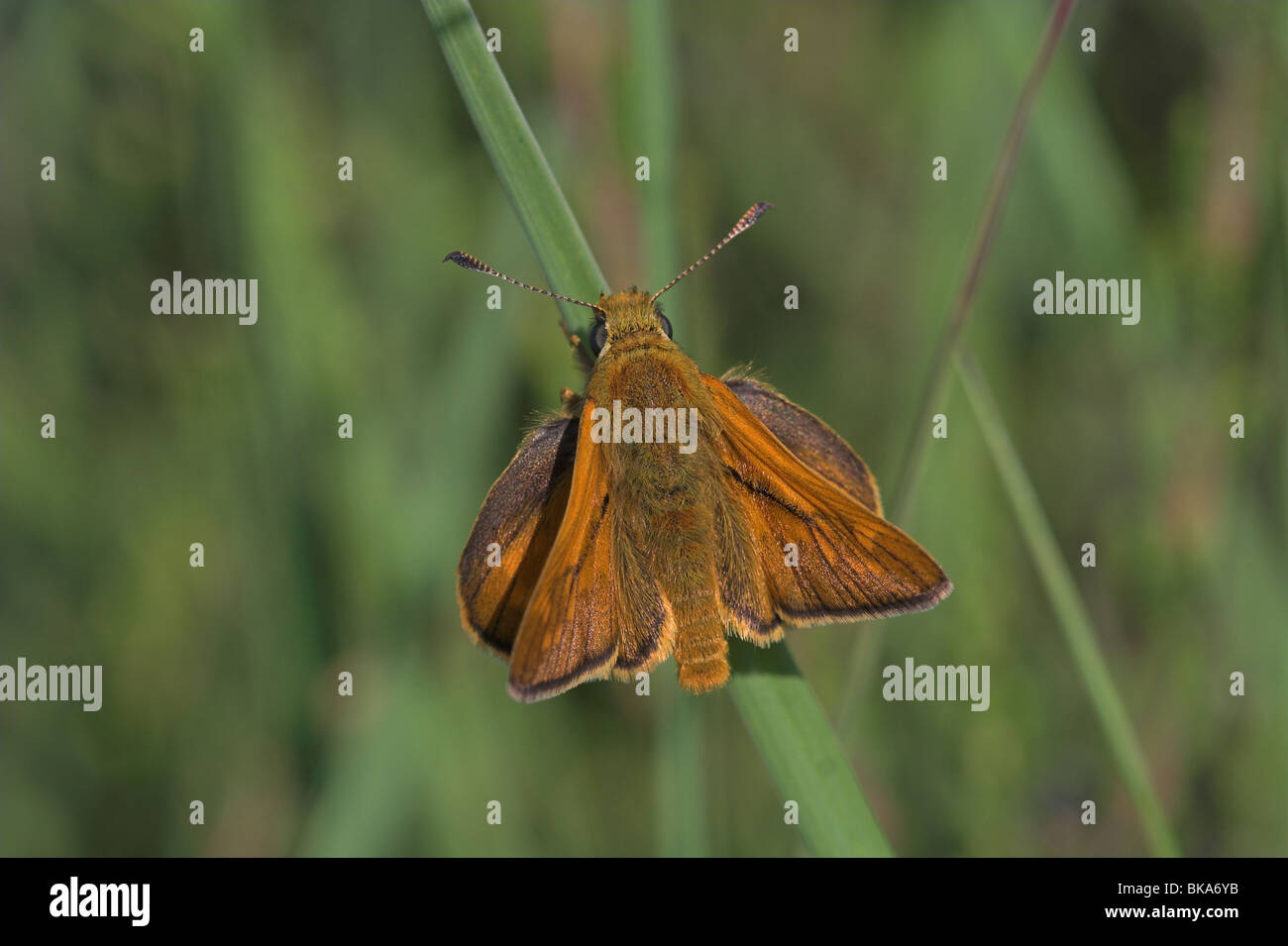 Large Skipper female upperwing view Stock Photo - Alamy