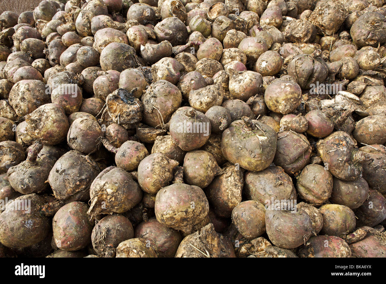 Pile of rotten swedes ready for spreading on field Stock Photo - Alamy