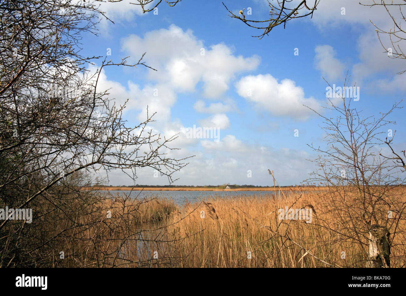 Martham Broad viewed from the footpath to the south at Martham, Norfolk ...