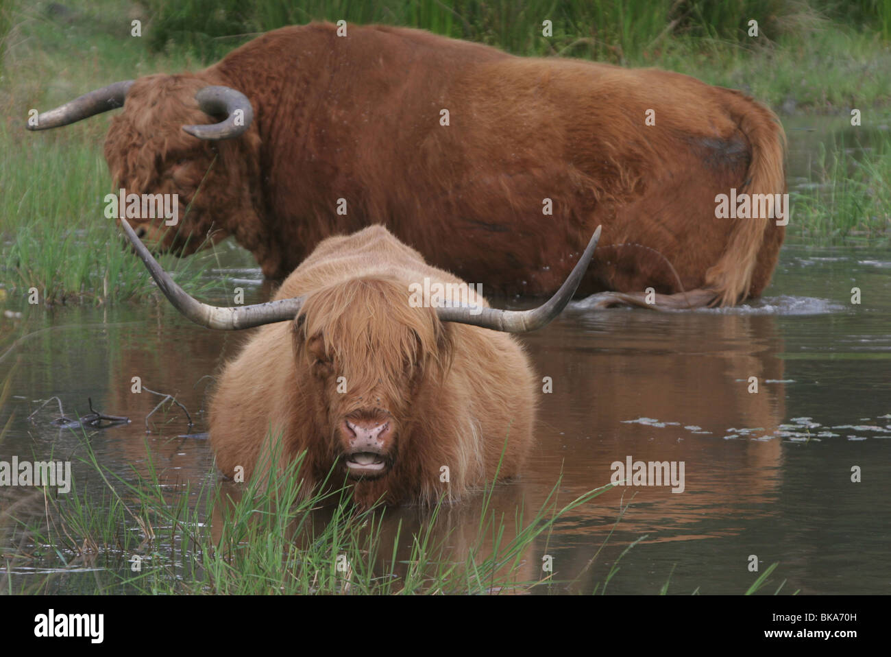 Highland cow and bull taking a cool bath Stock Photo - Alamy