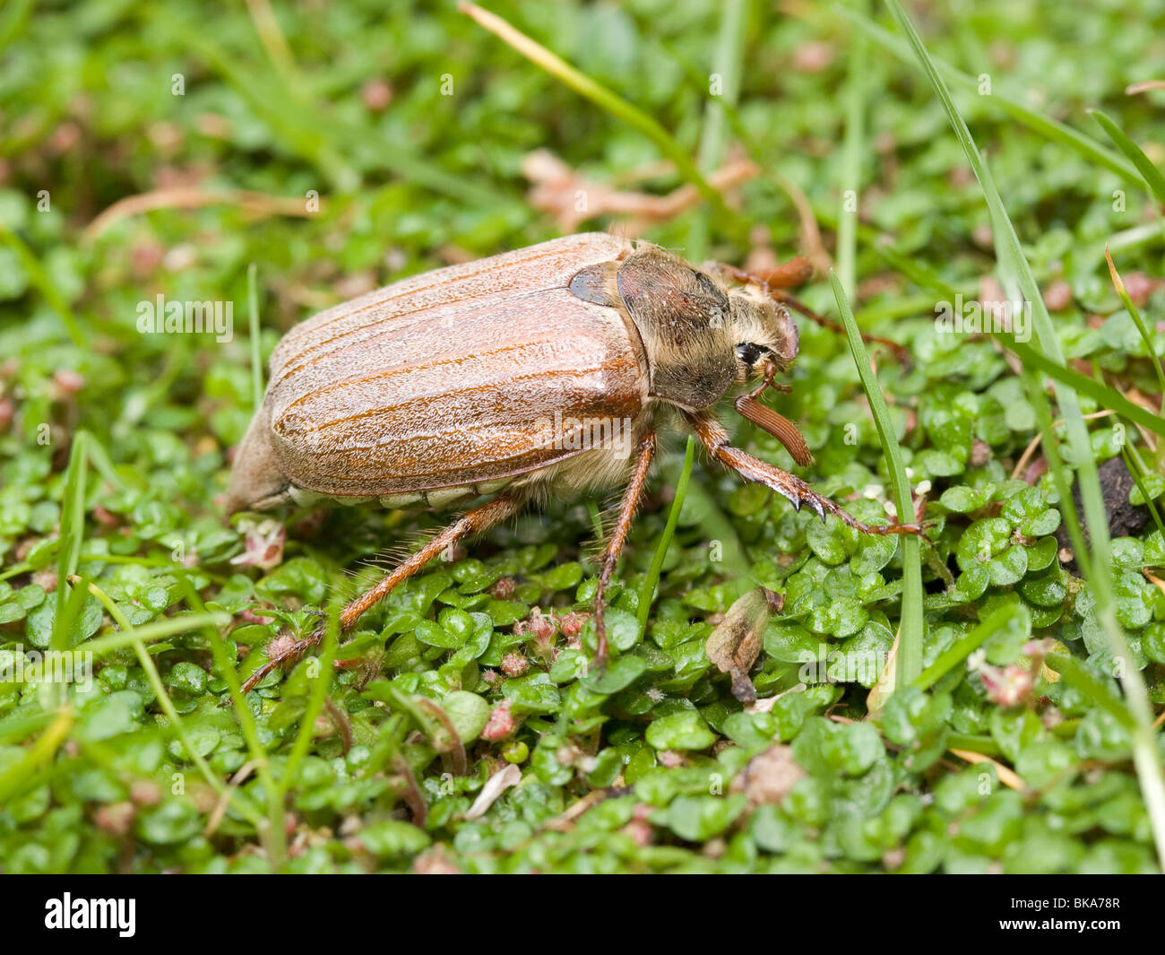 Cockchafer soup hi-res stock photography and images - Alamy