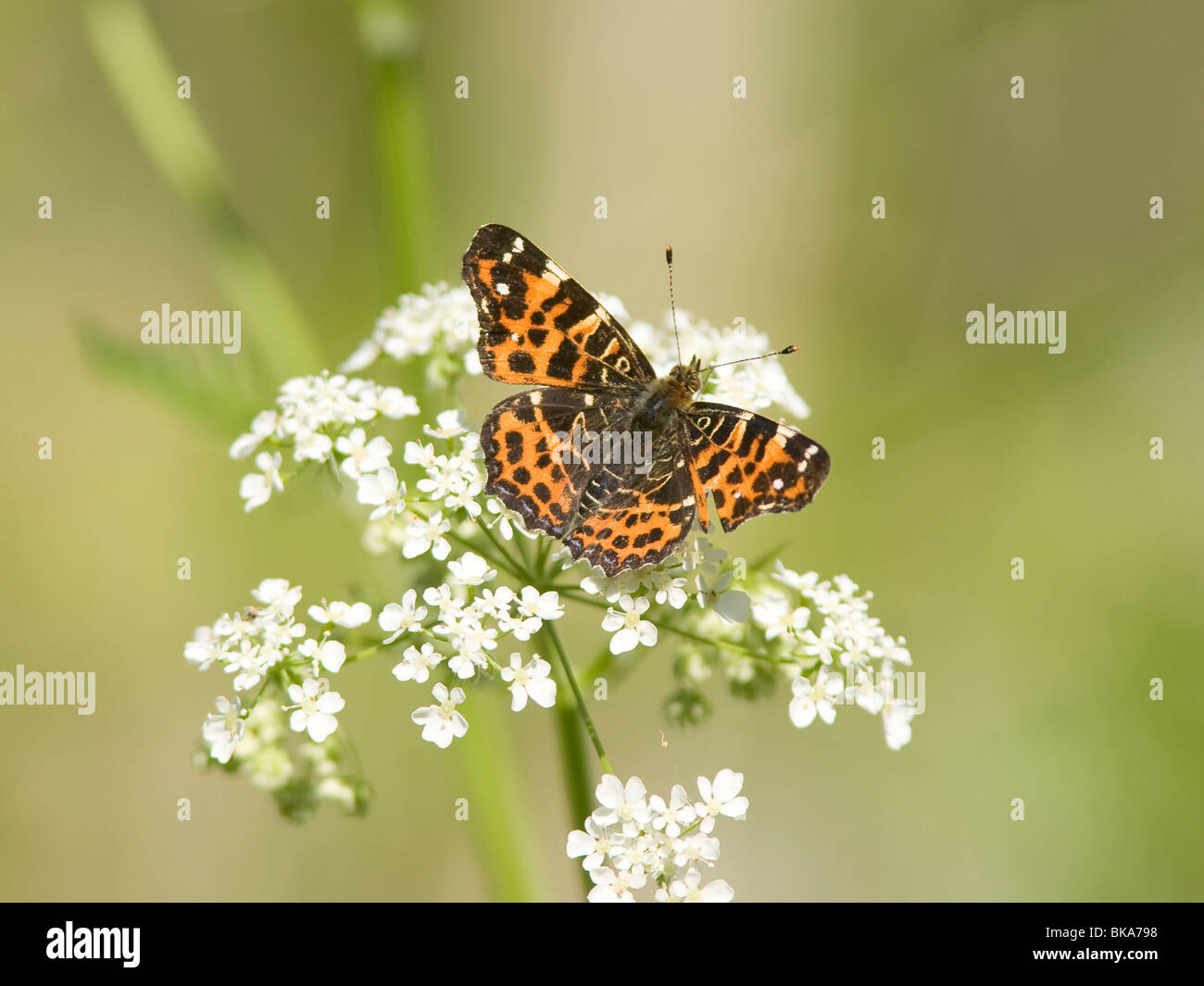 Common map butterfly hi-res stock photography and images - Alamy