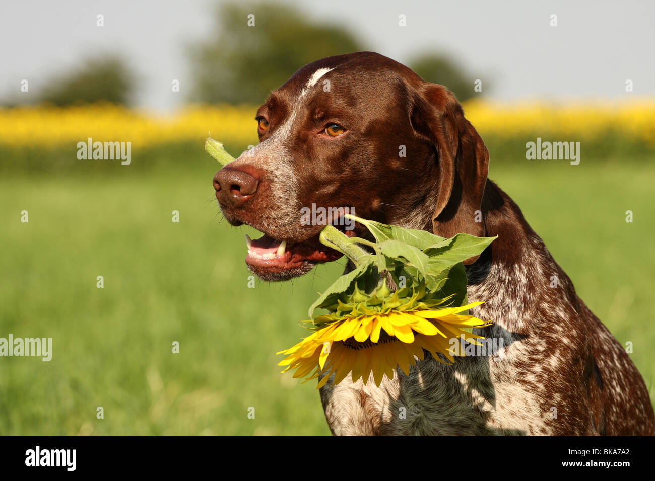French Pointing Dog Stock Photo - Alamy