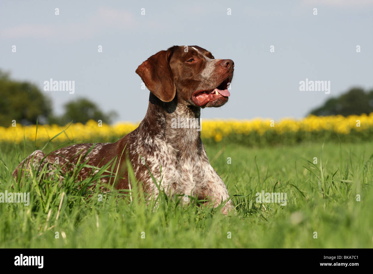French Pointing Dog Stock Photo - Alamy