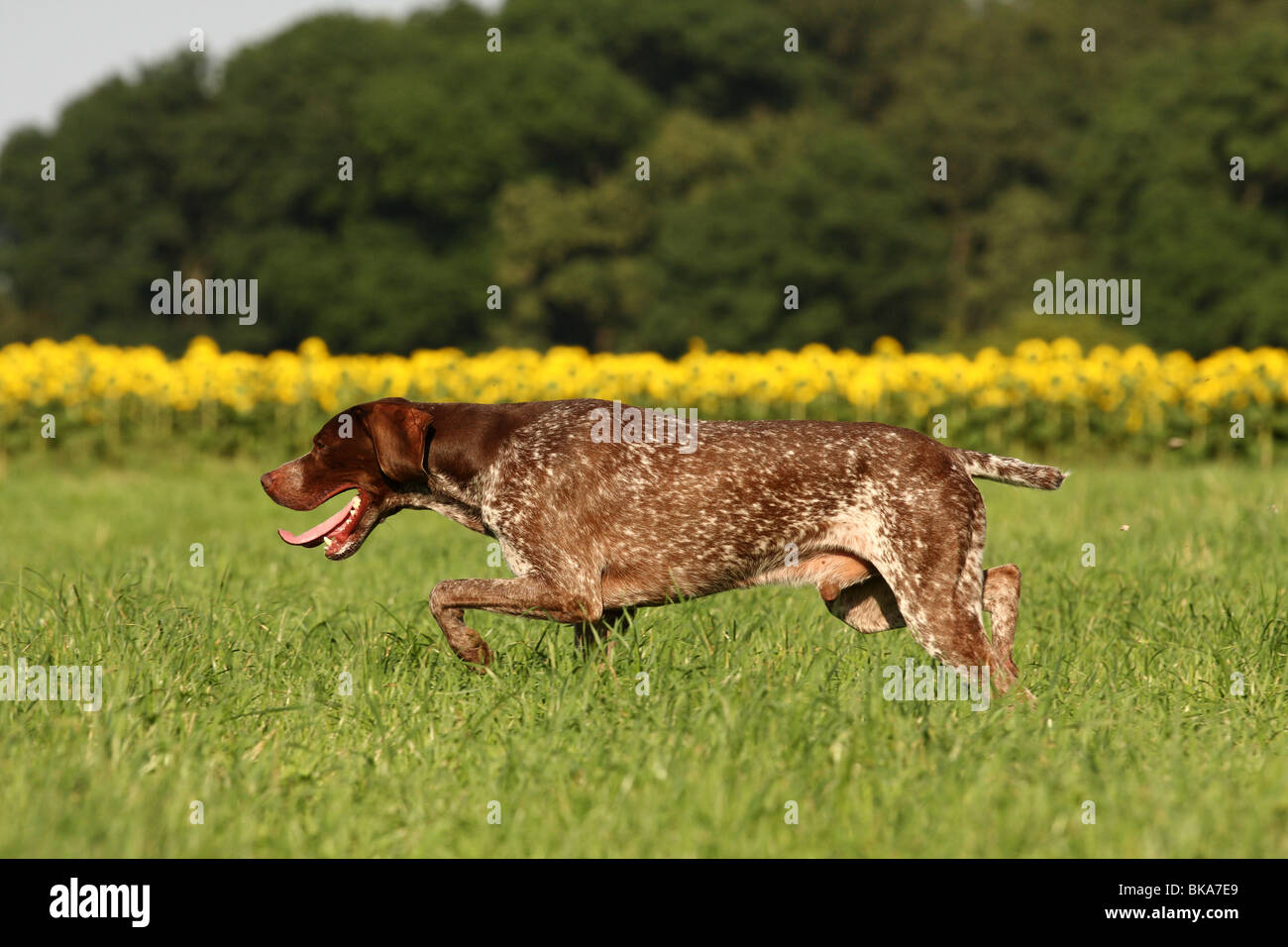 French Pointing Dog Stock Photo - Alamy