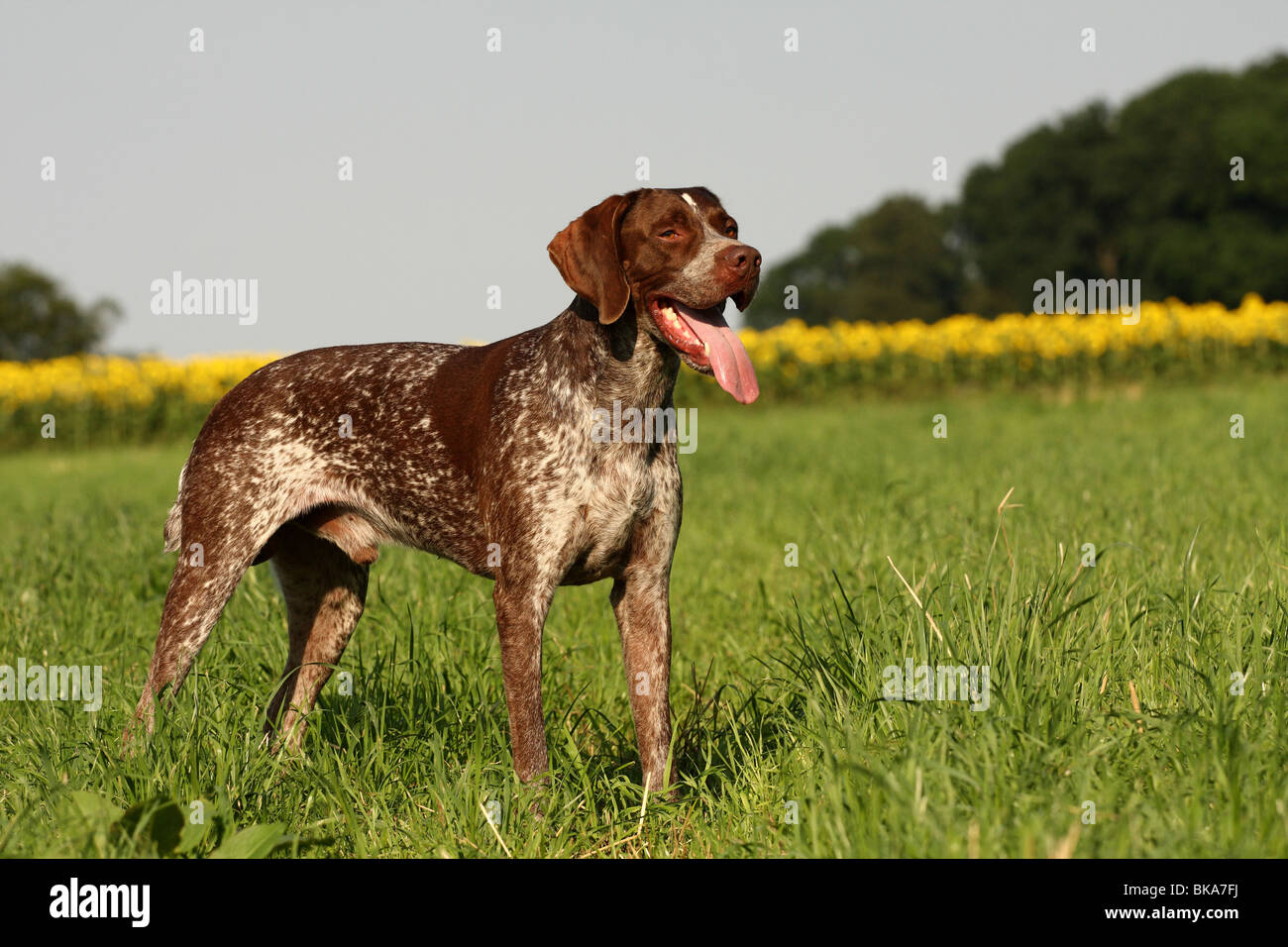 French Pointing Dog Stock Photo - Alamy