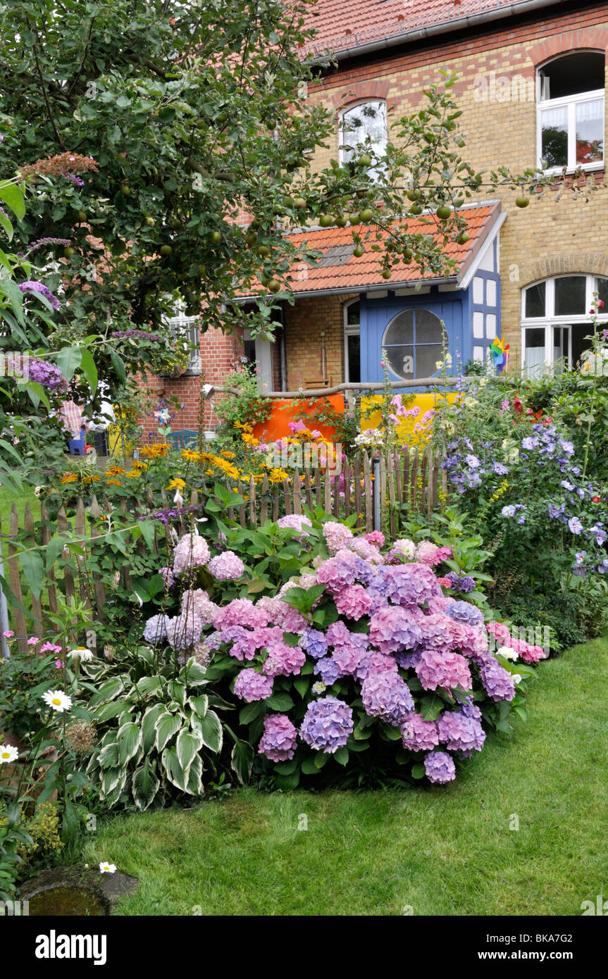 Big-leaved hydrangea (Hydrangea macrophylla) in a backyard garden ...