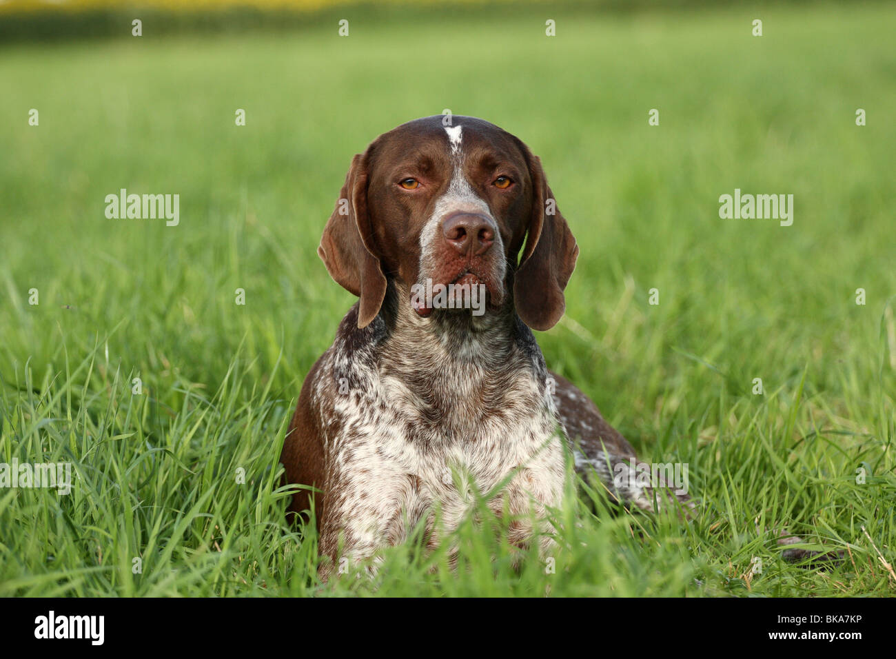 French Pointing Dog Stock Photo - Alamy