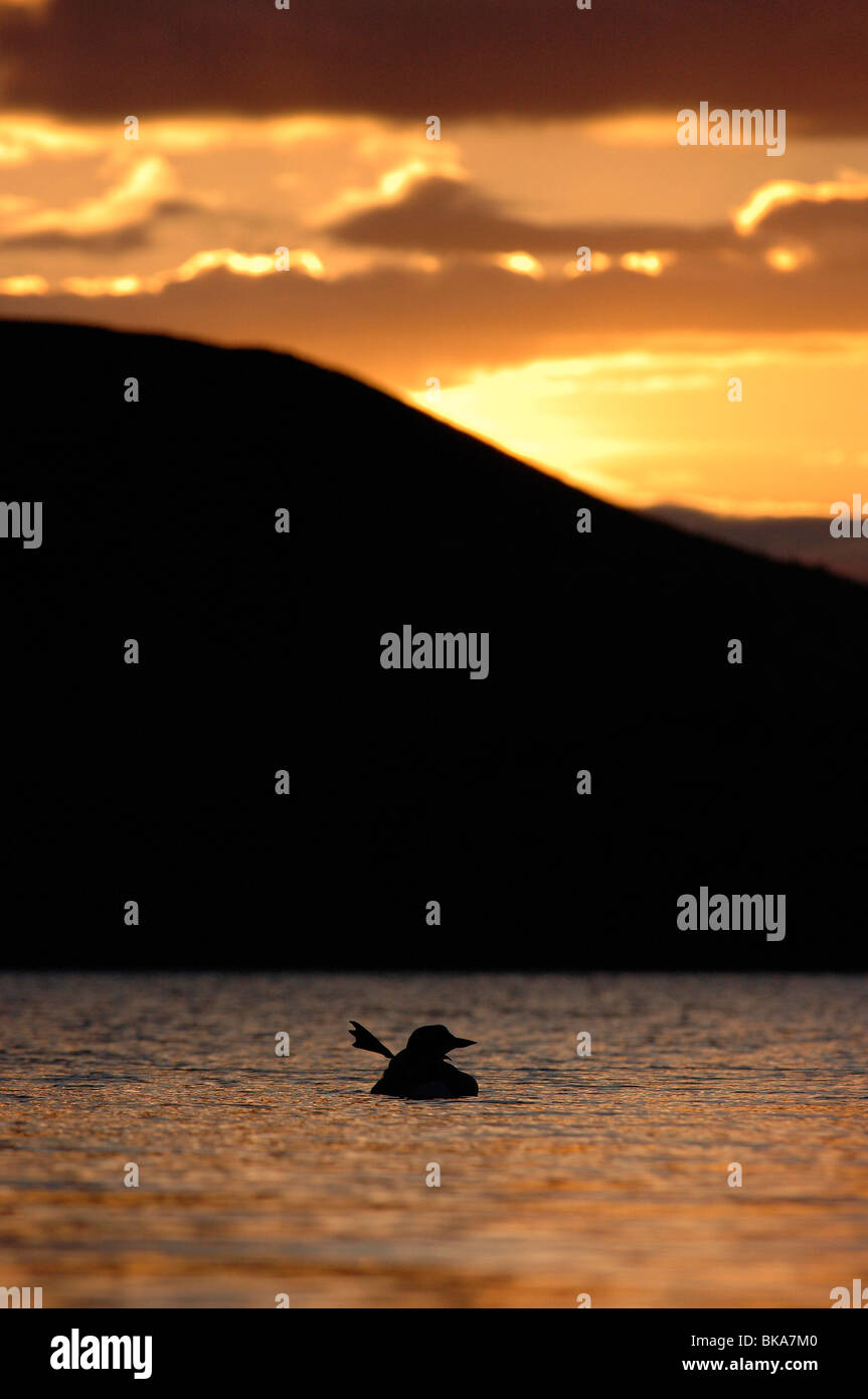 Common Loon at sunset Stock Photo - Alamy
