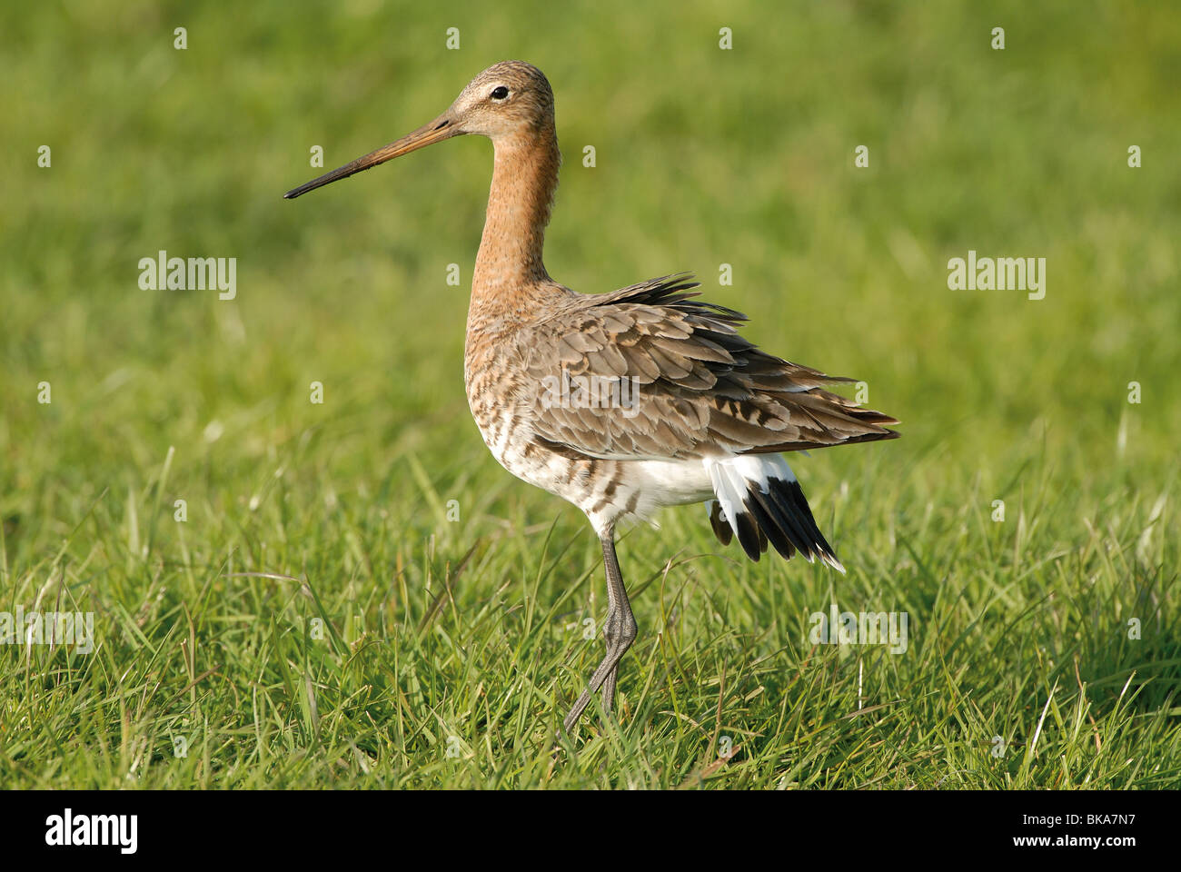 Black-tailed godwit male Stock Photo - Alamy