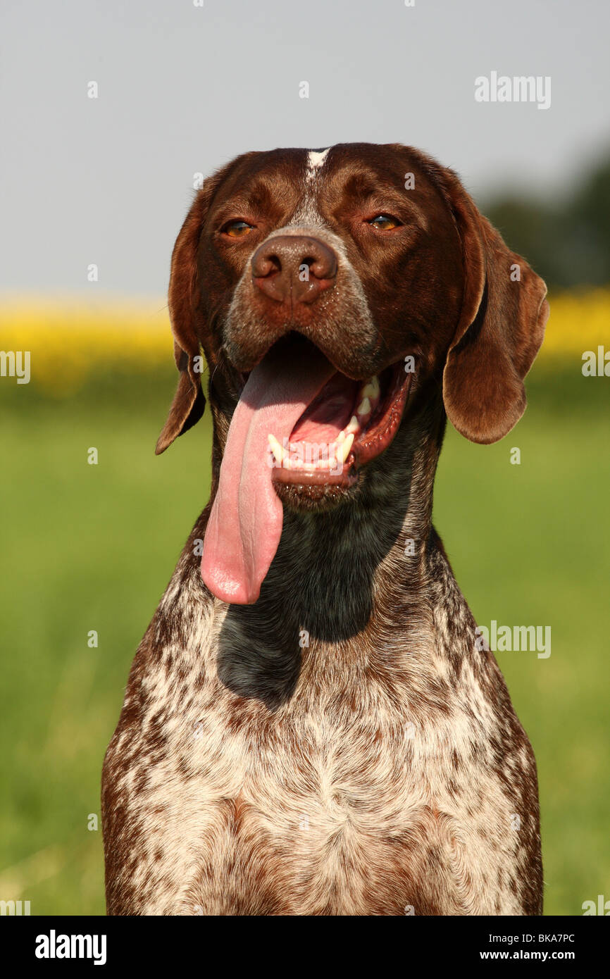 French Pointing Dog Stock Photo - Alamy