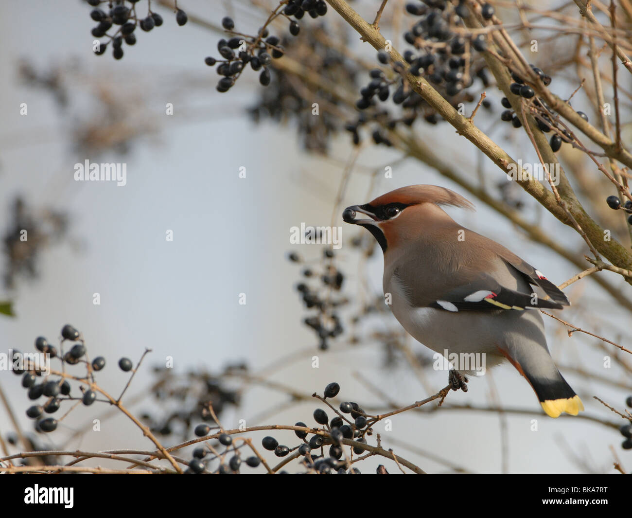 Bohemian Waxwing with a berry Stock Photo - Alamy