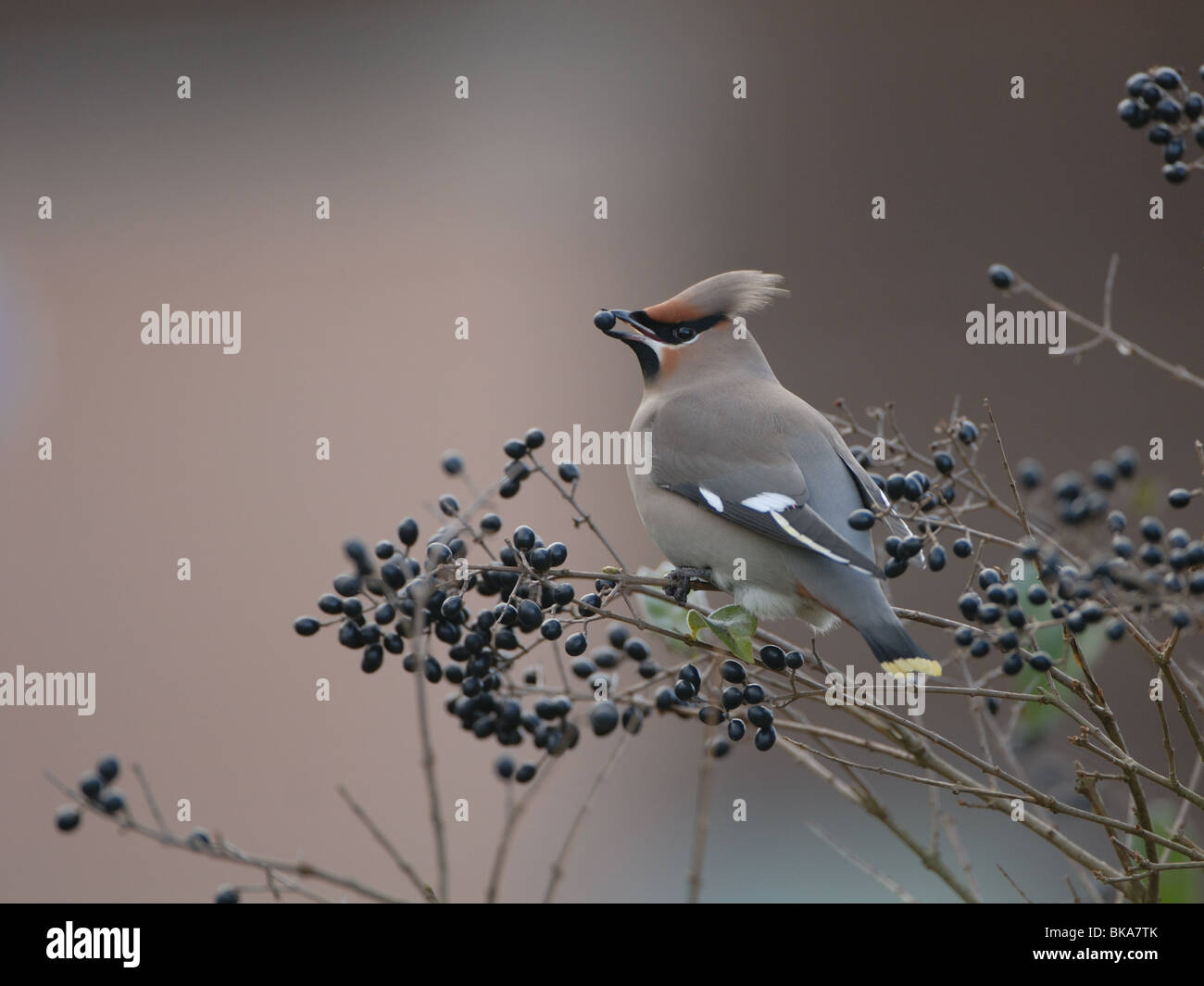 Bohemian Waxwing with berry Stock Photo - Alamy