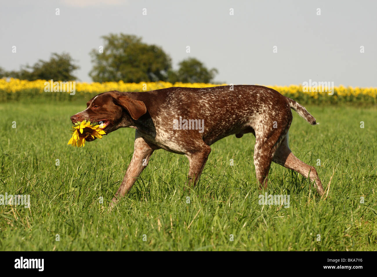 French Pointing Dog Stock Photo - Alamy