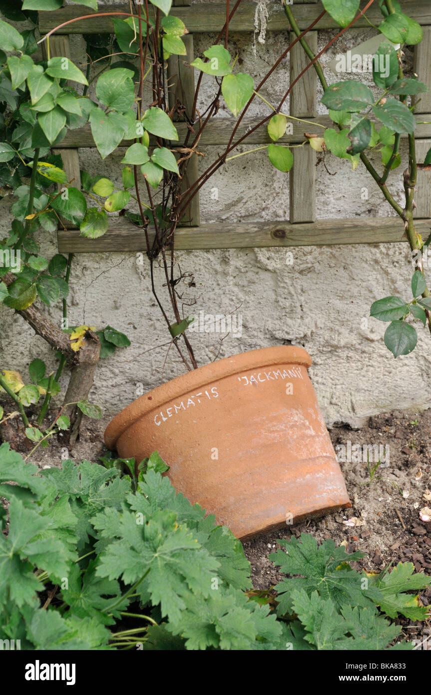 Clematis (Clematis x jackmanii) with shaded foot. Design: Jutta Wahren ...