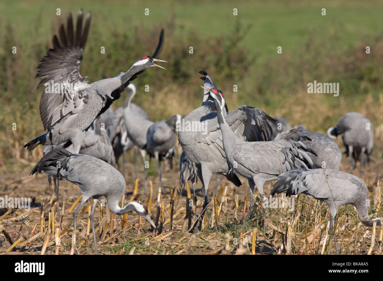 Crane fight hi-res stock photography and images - Alamy