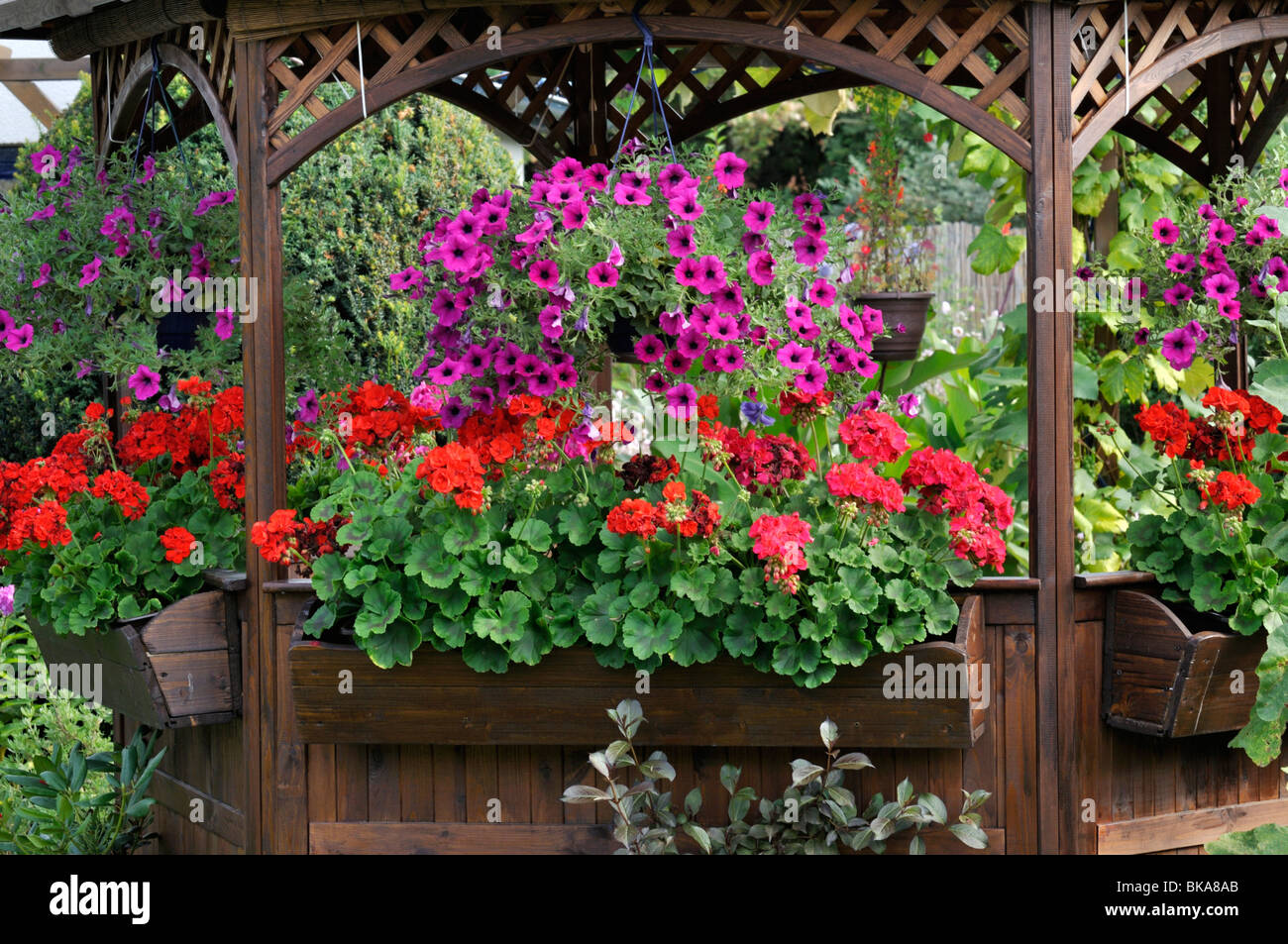 Petunias hi-res stock photography and images - Alamy