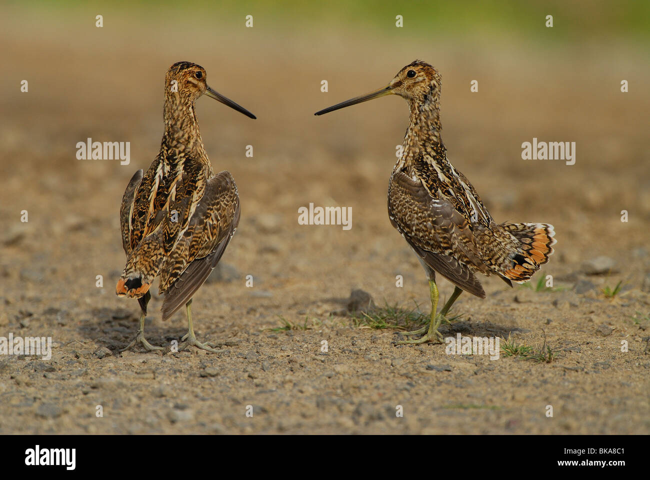 Common Snipe fighting Stock Photo - Alamy