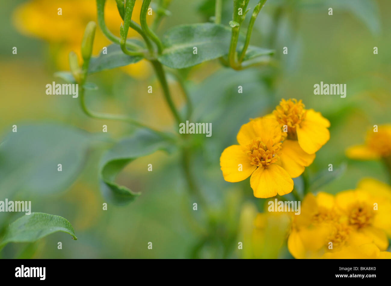 Dwarf marigold (Tagetes minuta Stock Photo - Alamy