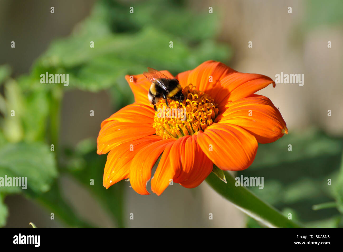Mexican flora and fauna hi-res stock photography and images - Alamy
