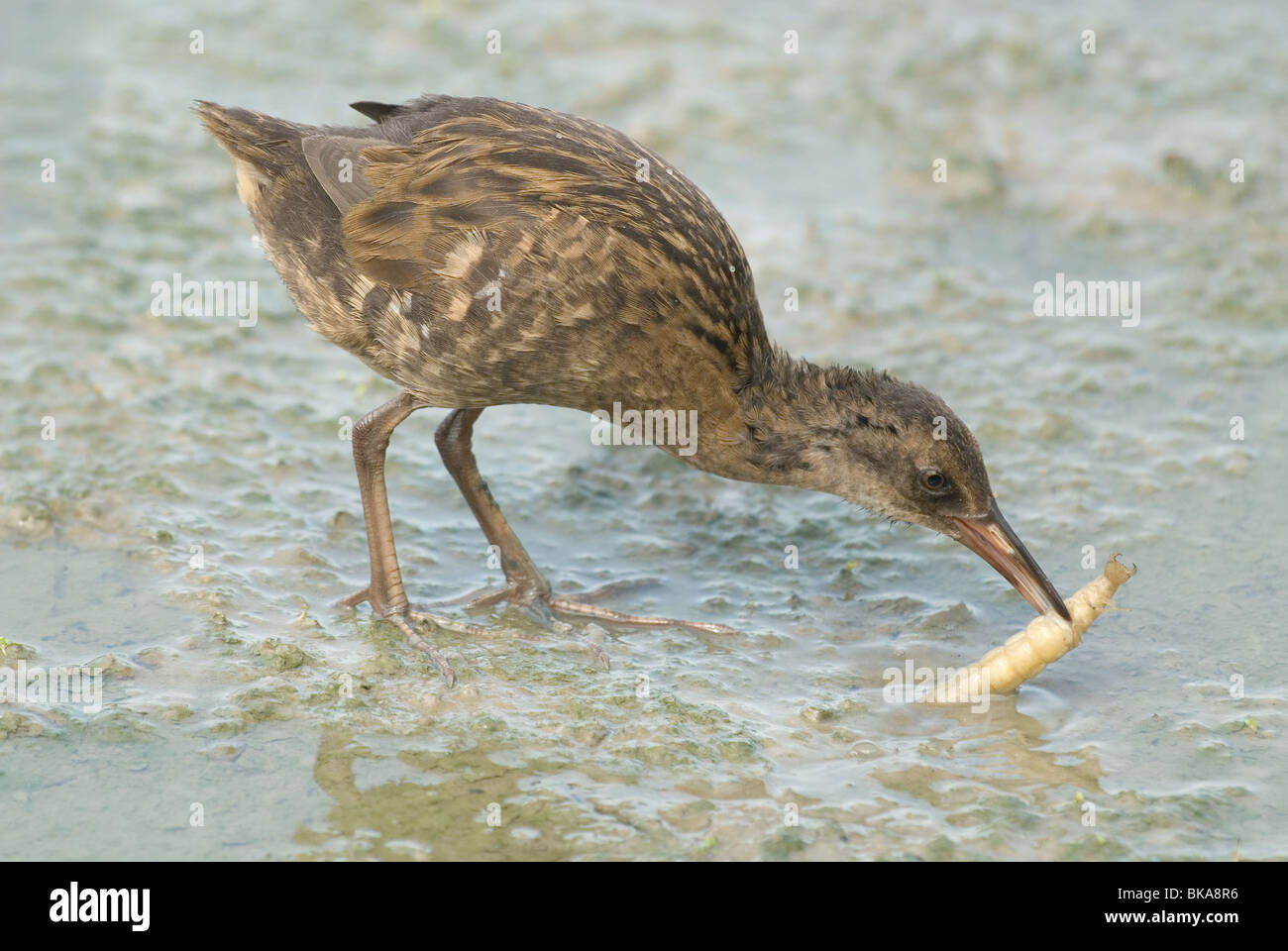 feeding Juvenile Water rail Stock Photo - Alamy