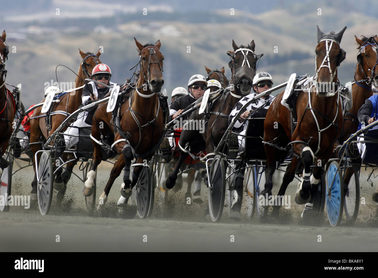 Harness racing hi-res stock photography and images - Alamy