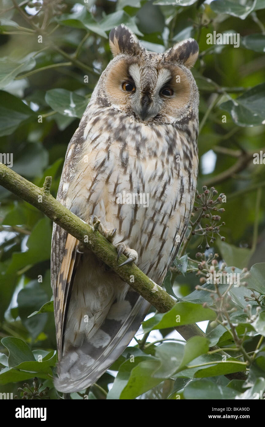 Long-eared owl in a tree Stock Photo - Alamy