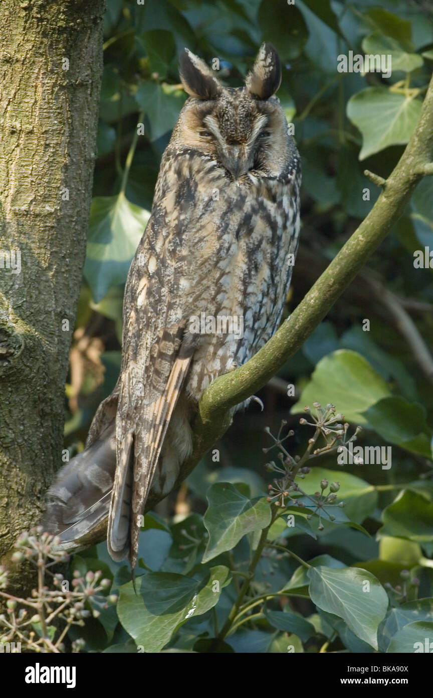 Long-eared owl in a tree Stock Photo - Alamy