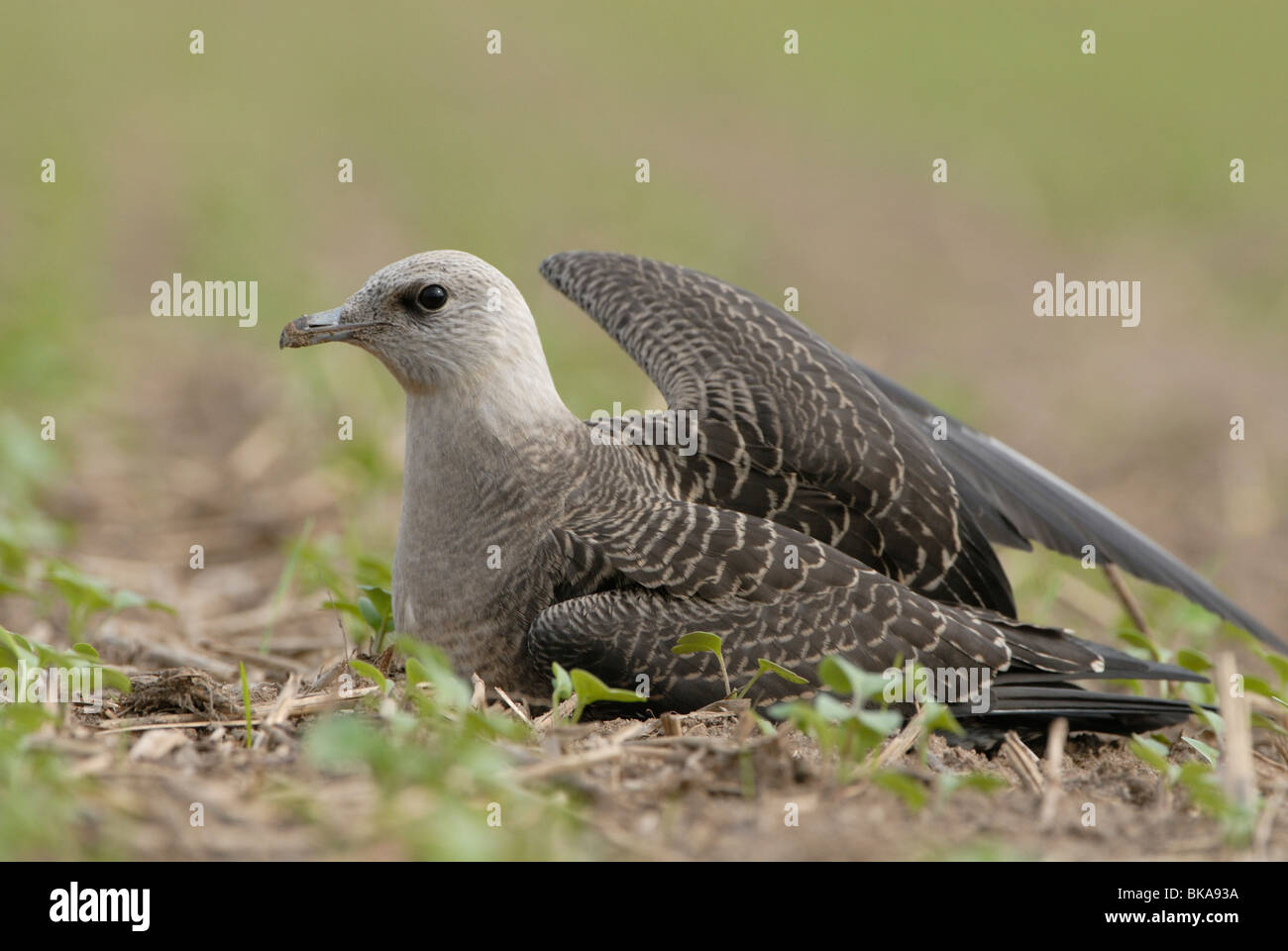 Long-tailed Skua stretching Stock Photo - Alamy
