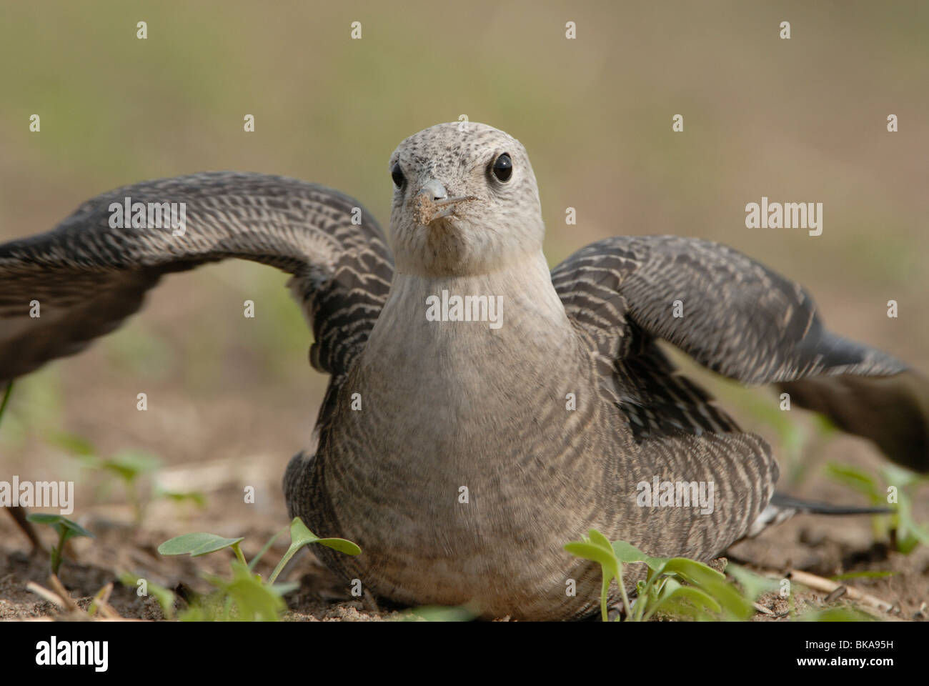 Family stercorariidae hi-res stock photography and images - Alamy