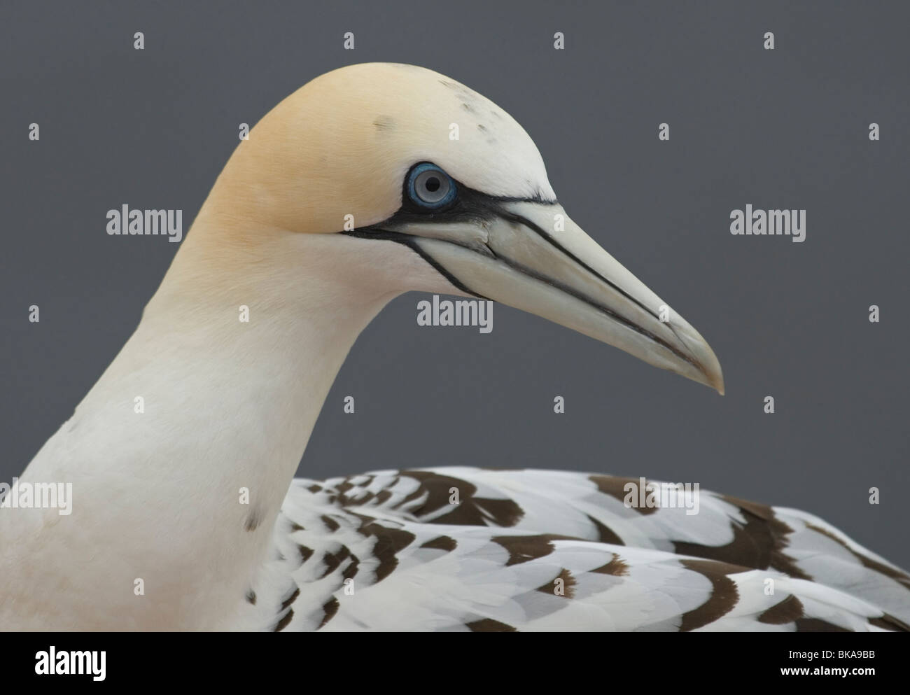 Gennet hi-res stock photography and images - Alamy