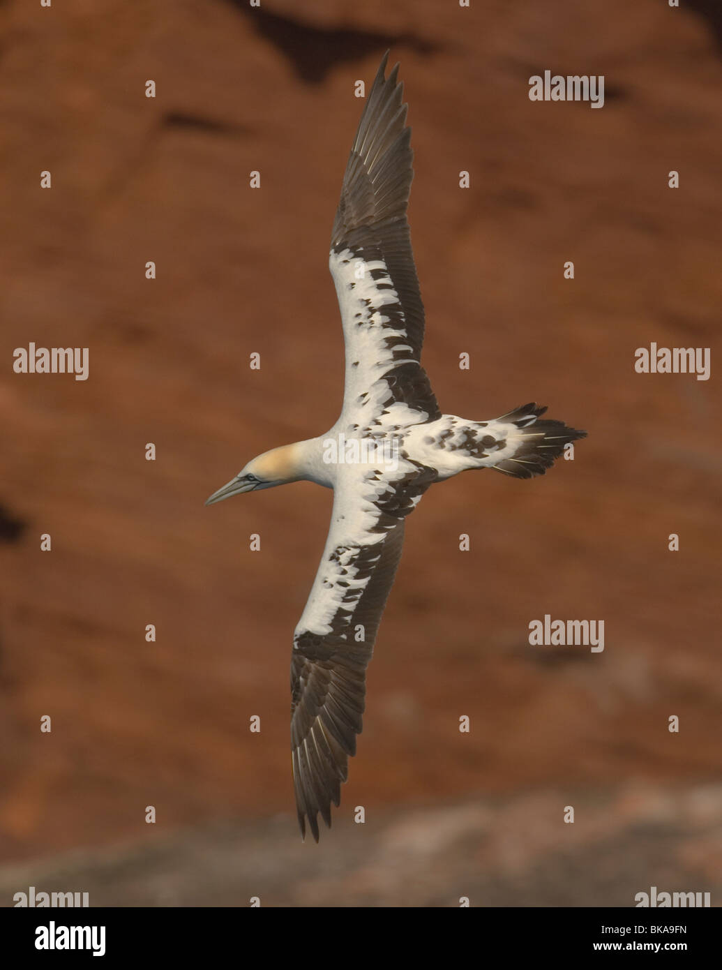 Year northern gannet hi-res stock photography and images - Alamy