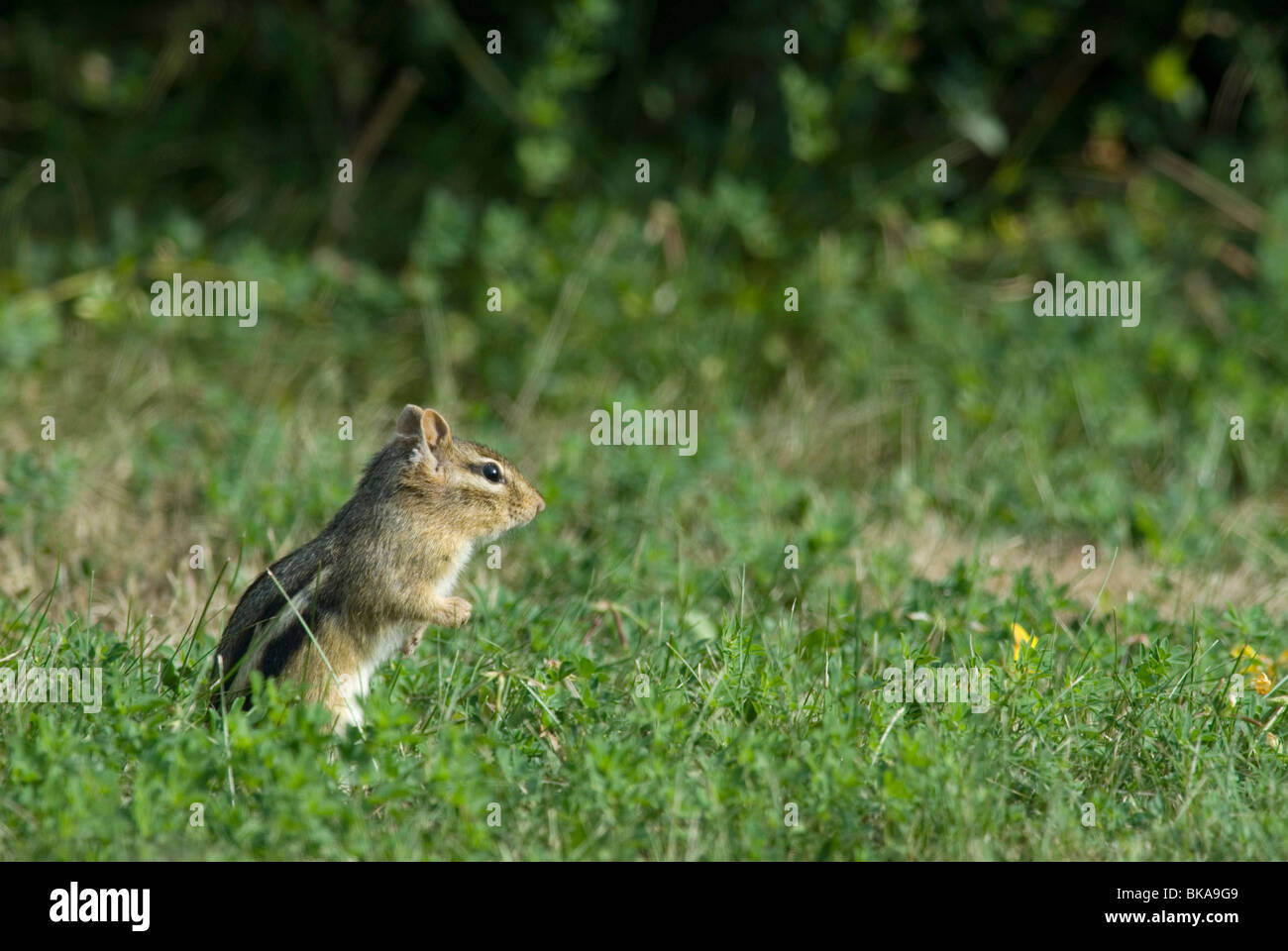Eastern Chipmunk standing in the grass Stock Photo - Alamy