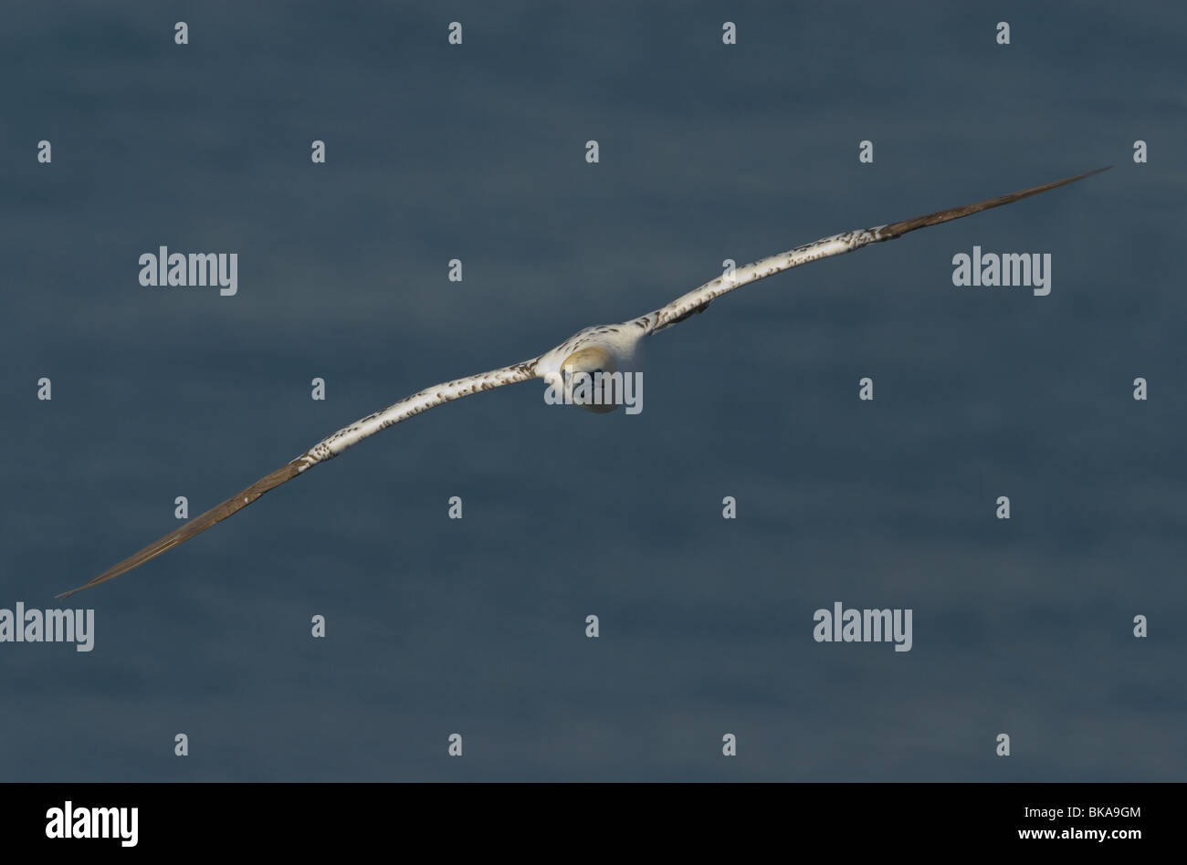 Year northern gannet hi-res stock photography and images - Alamy