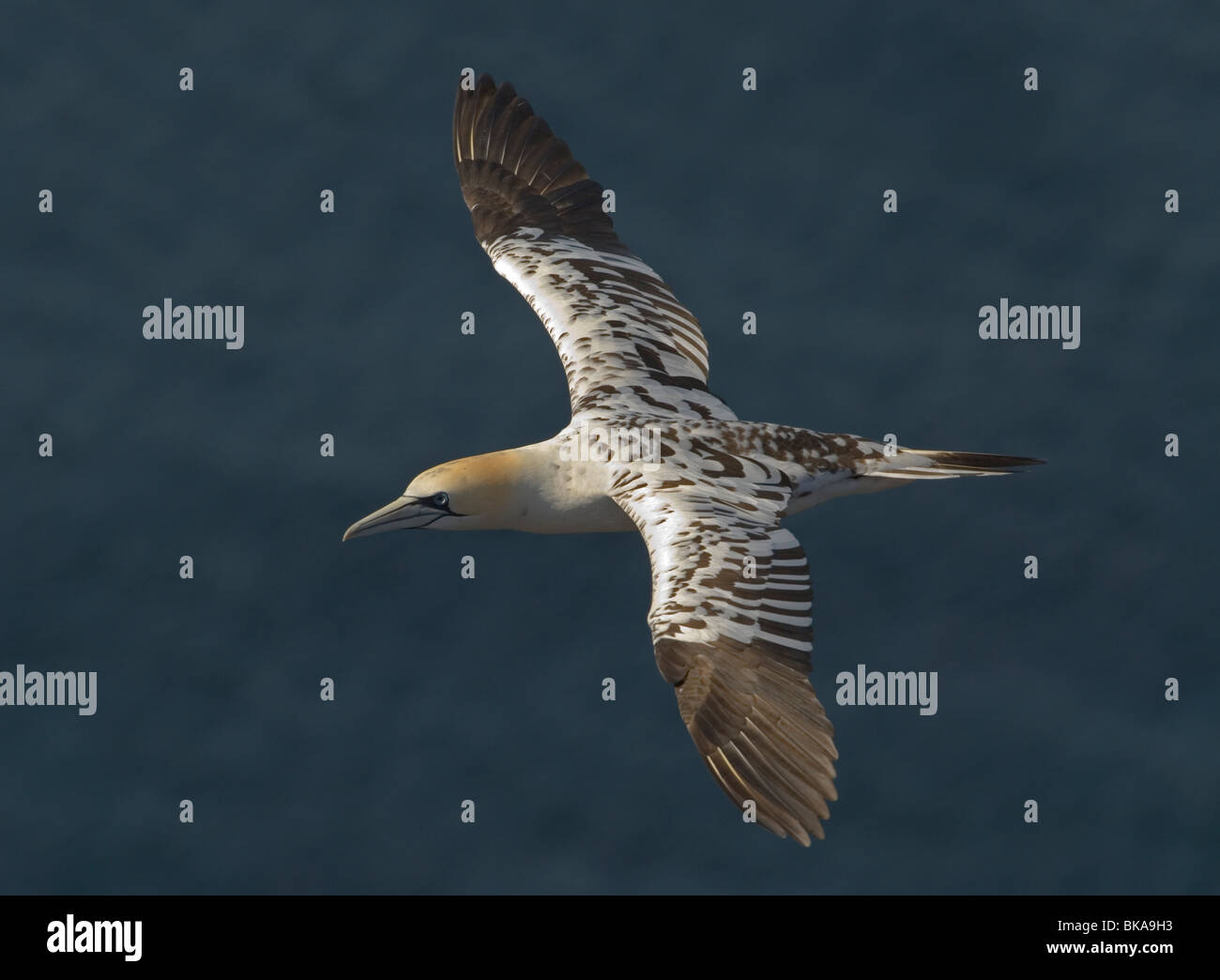 Year northern gannet hi-res stock photography and images - Alamy