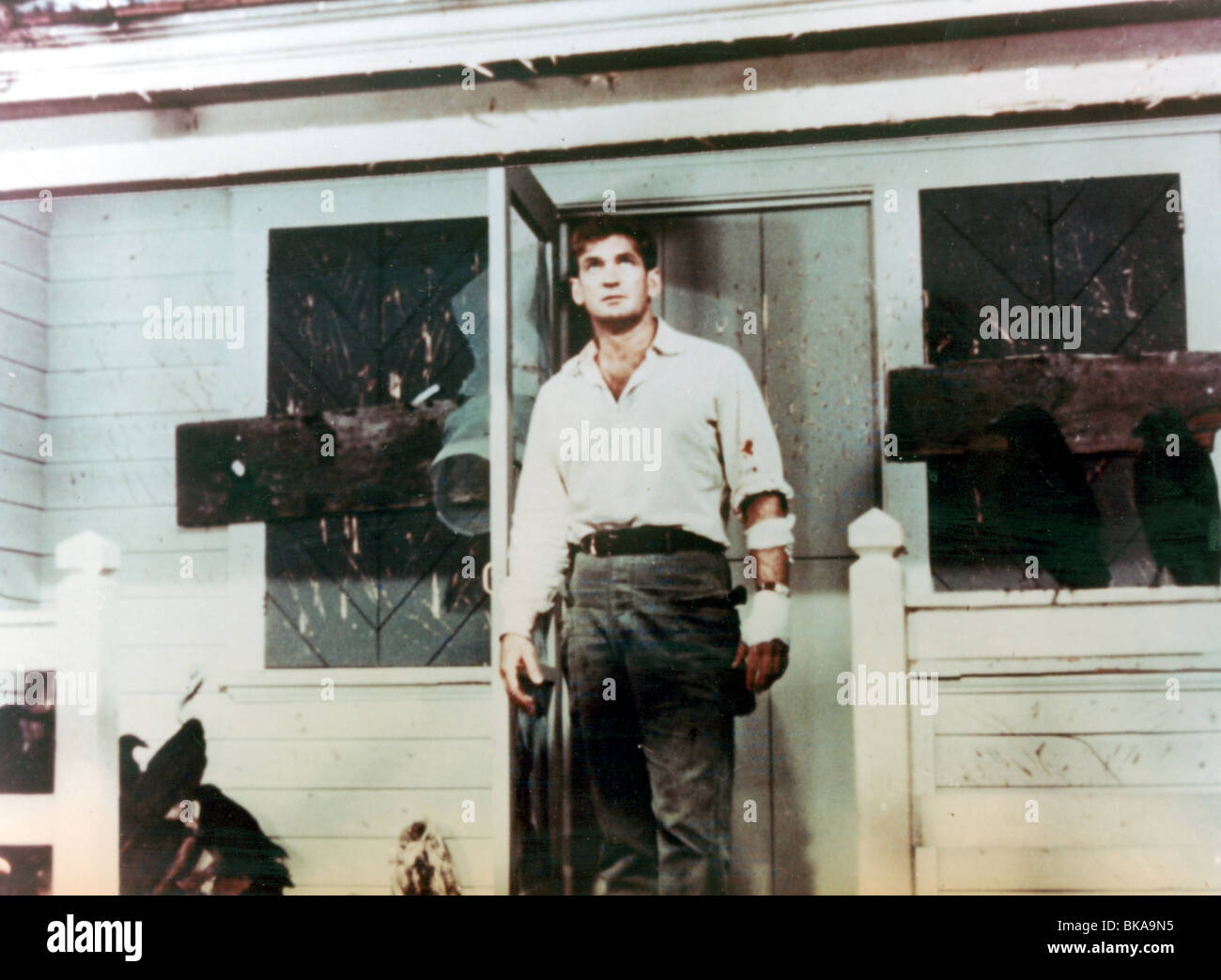 THE BIRDS -1963 ROD TAYLOR Stock Photo - Alamy
